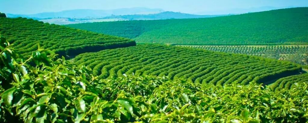 Coffee Estates and Places to Visit in Coorg