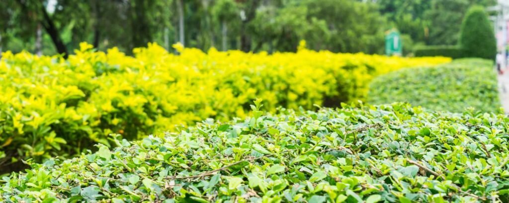 Places to Visit in Darjeeling