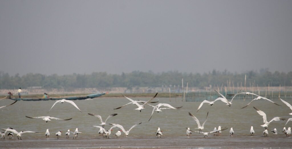 Chilika Lake is India's Largest Brackish Water Lagoon