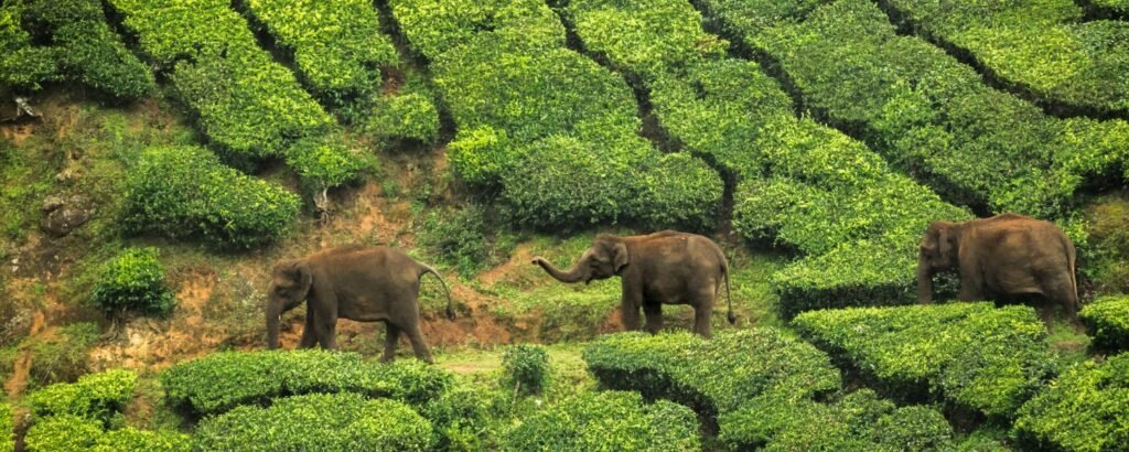 Top 29 Places to Visit in Munnar for Nature Lovers