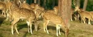 Top 16 Places to Visit in Almora for a Memorable Trip