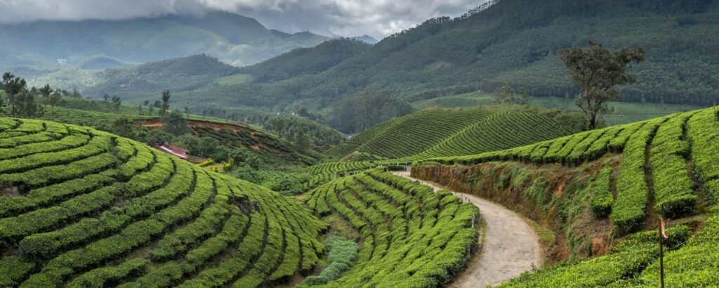 Why the Tea Museum Munnar is a Top Attraction in Munnar