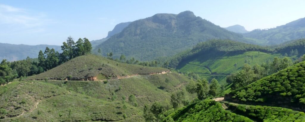 Why the Tea Museum Munnar is a Top Attraction in Munnar
