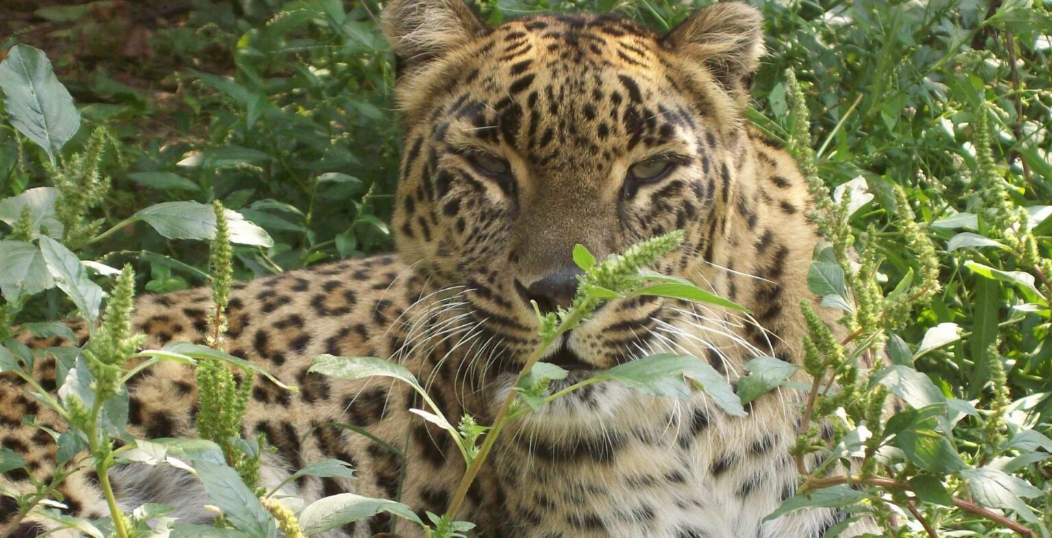 Dachigam National Park | Haven for Nature Explorers