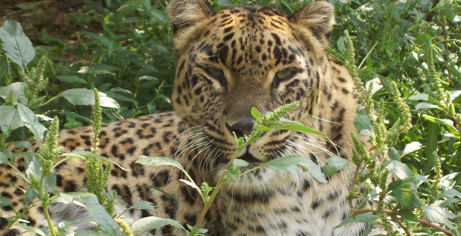 Dachigam National Park | Haven for Nature Explorers