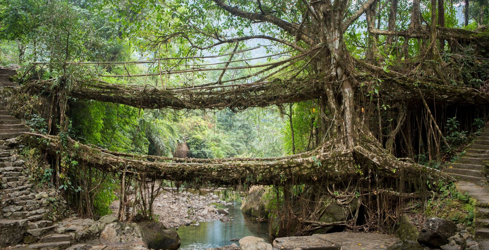 The Living Root Bridges of Nongriat