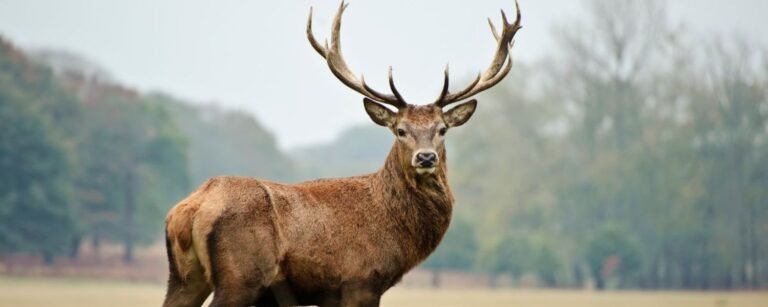 Dachigam National Park | Haven for Nature Explorers